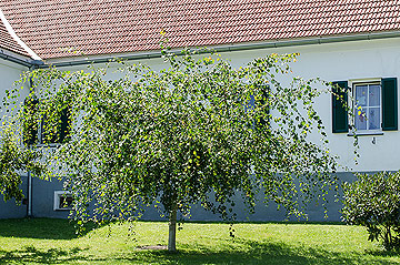 Populus Tremula Pendula